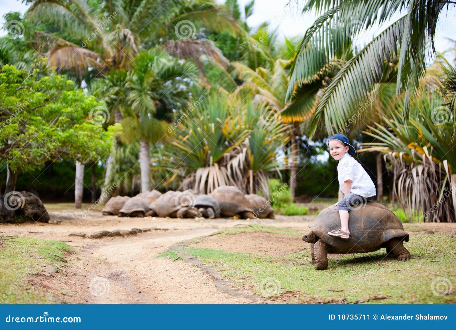 Riding Giant Turtle stock image. Image of handsome, slow - 10735711