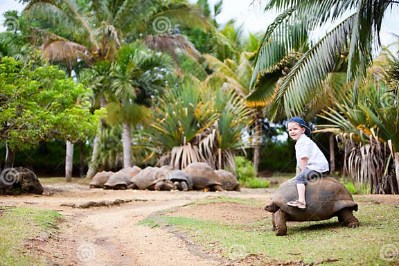 Riding Giant Turtle stock image. Image of handsome, slow - 10735711