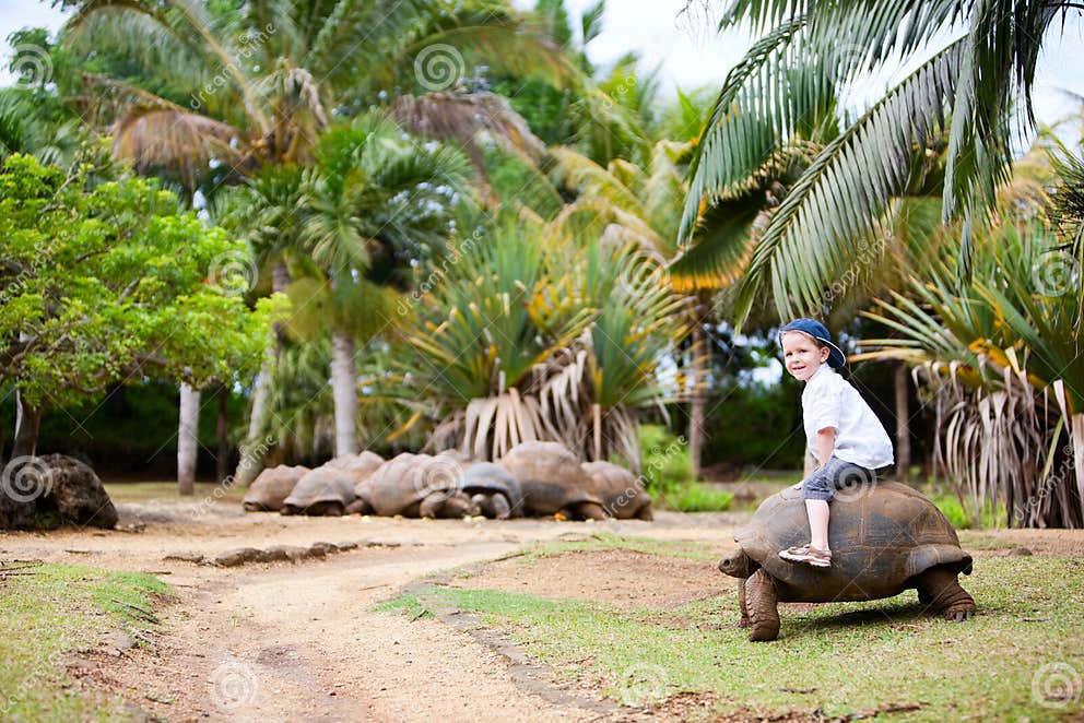 Riding Giant Turtle stock image. Image of handsome, slow - 10735711