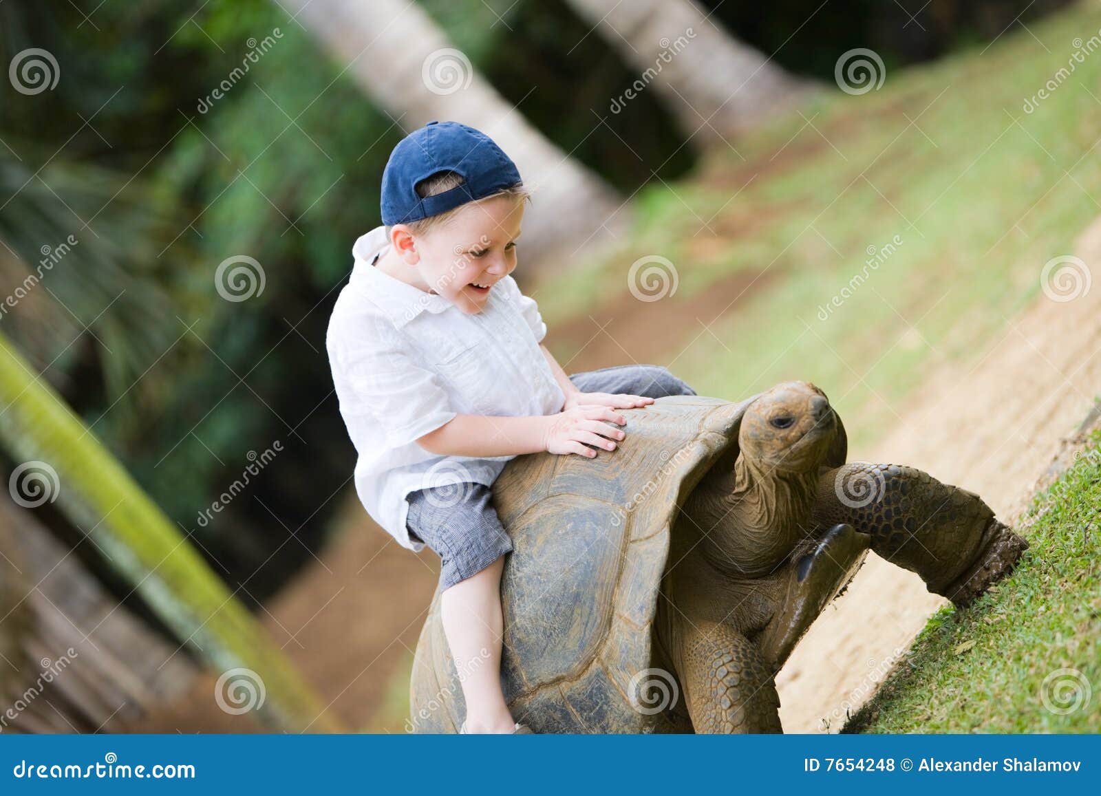 Riding Giant Turtle stock photo. Image of reptile, small - 7654248