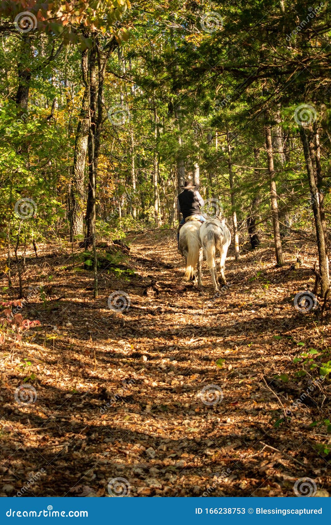 Riding a Horse Down a Path in the Woods Stock Image - Image of country ...