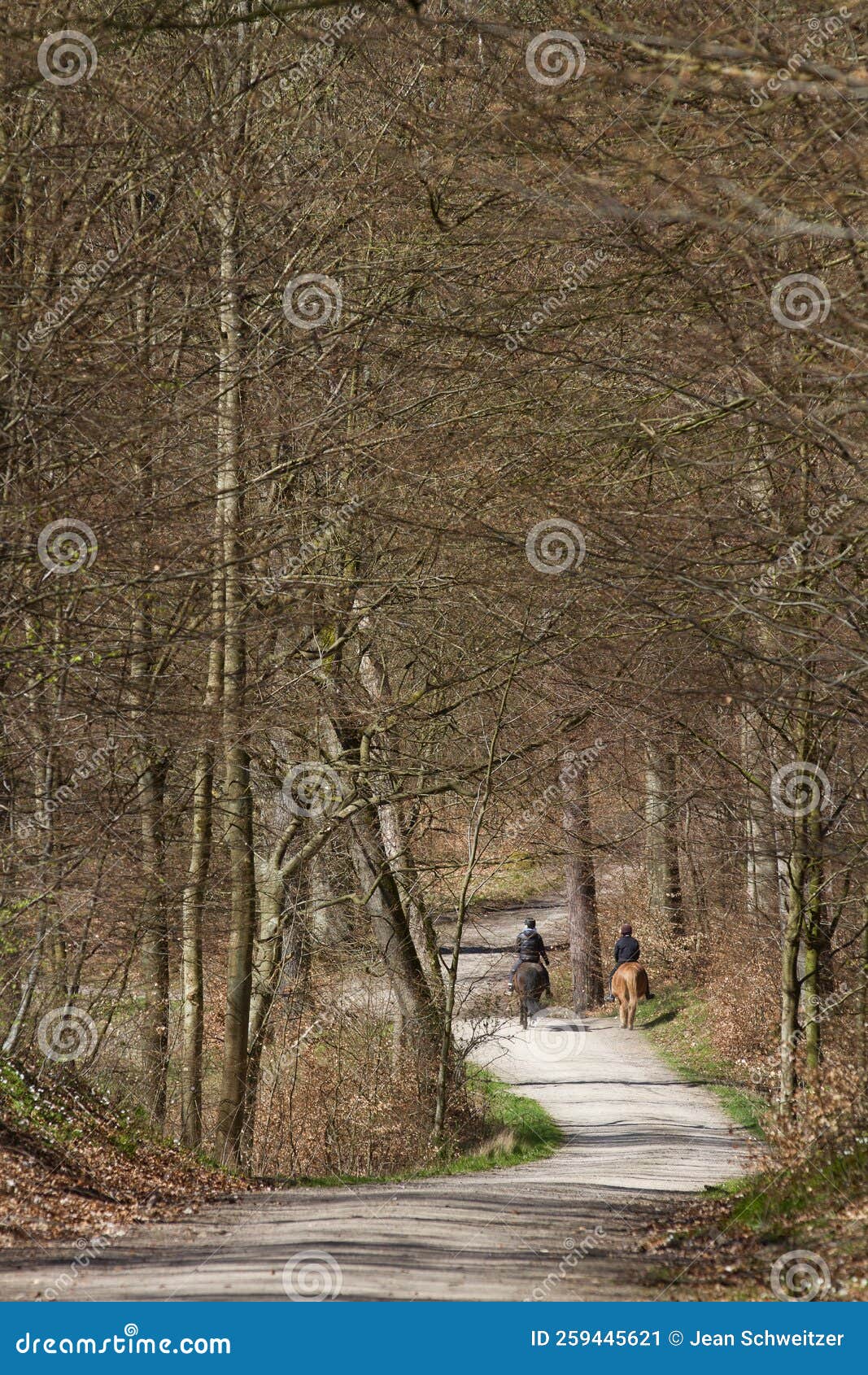 Riding Horse in a Forest in Denmark Stock Image - Image of country ...