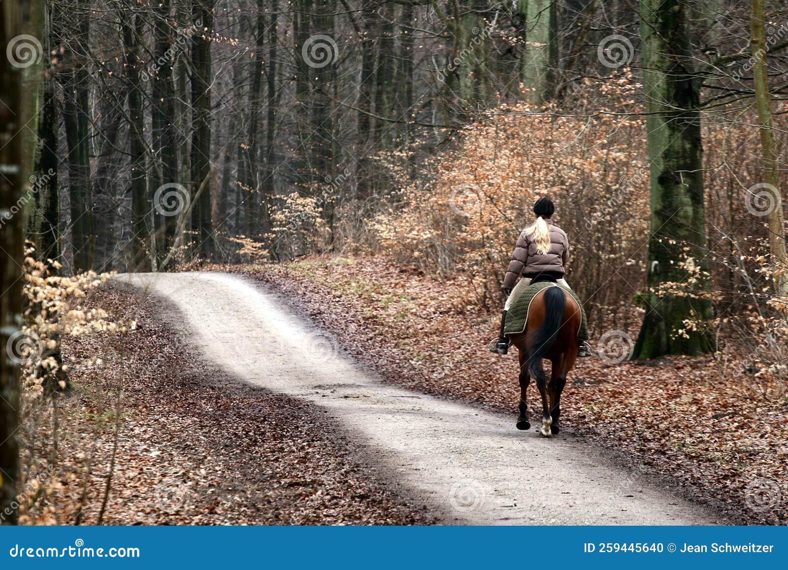 Riding Horse in a Forest in Denmark Stock Photo - Image of ridder ...