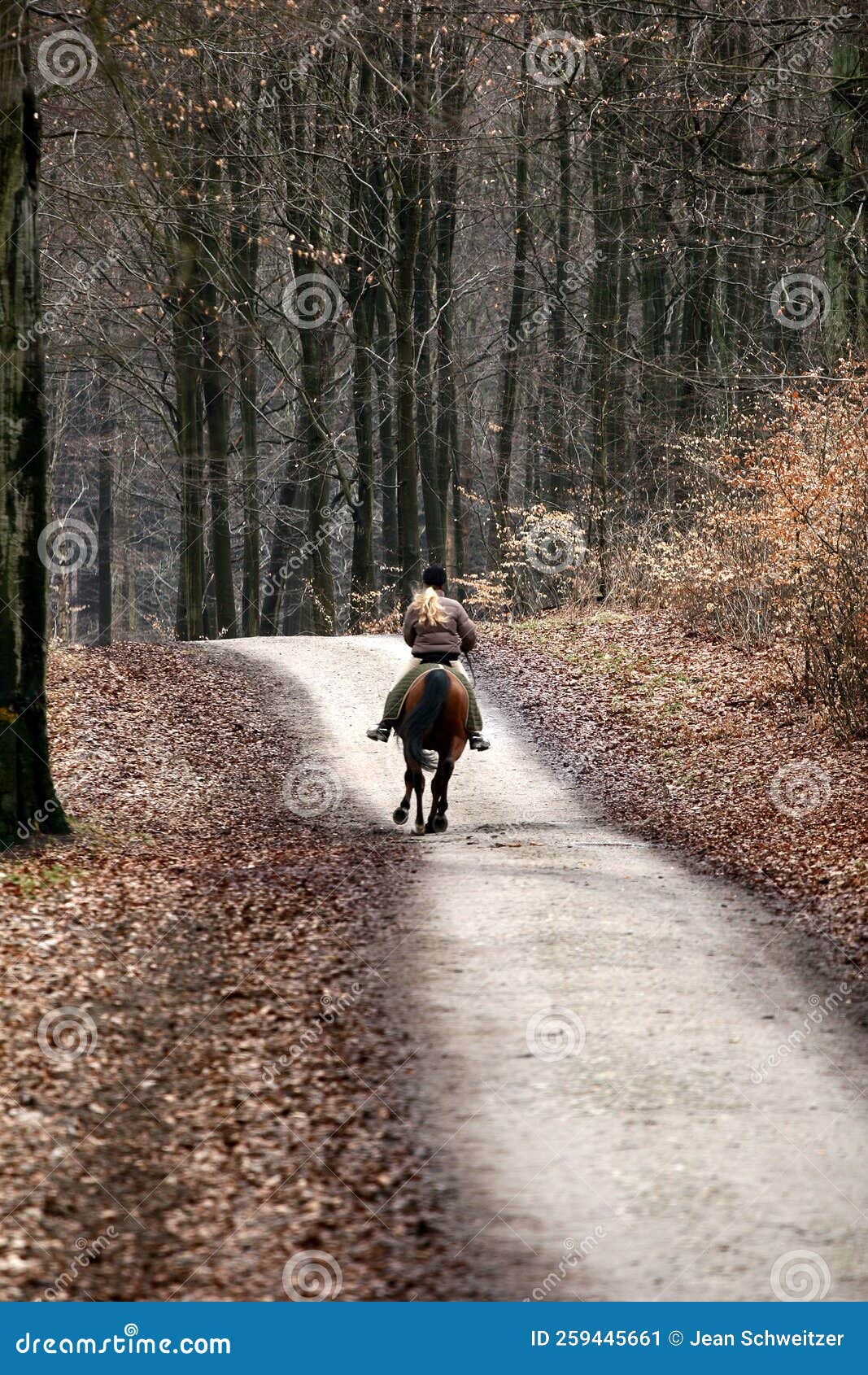 Riding Horse in a Forest in Denmark Stock Image - Image of heste ...