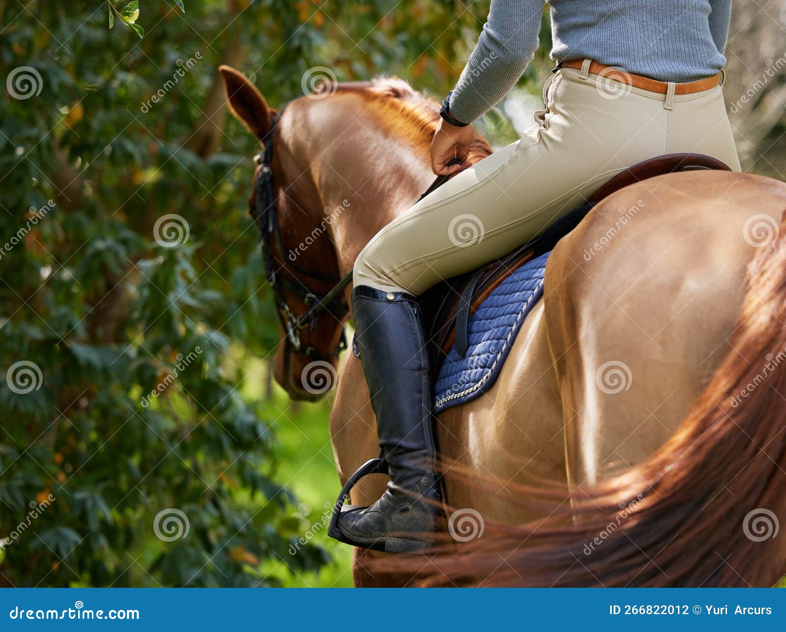 Riding a Horse is Not a Gentle Hobby. a Unrecognizable Female Riding a ...