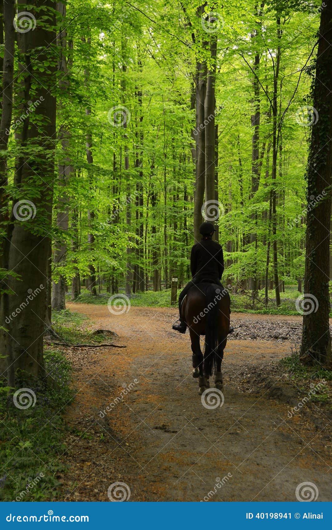 Riding Horse through the Woods Stock Image - Image of riding, green ...