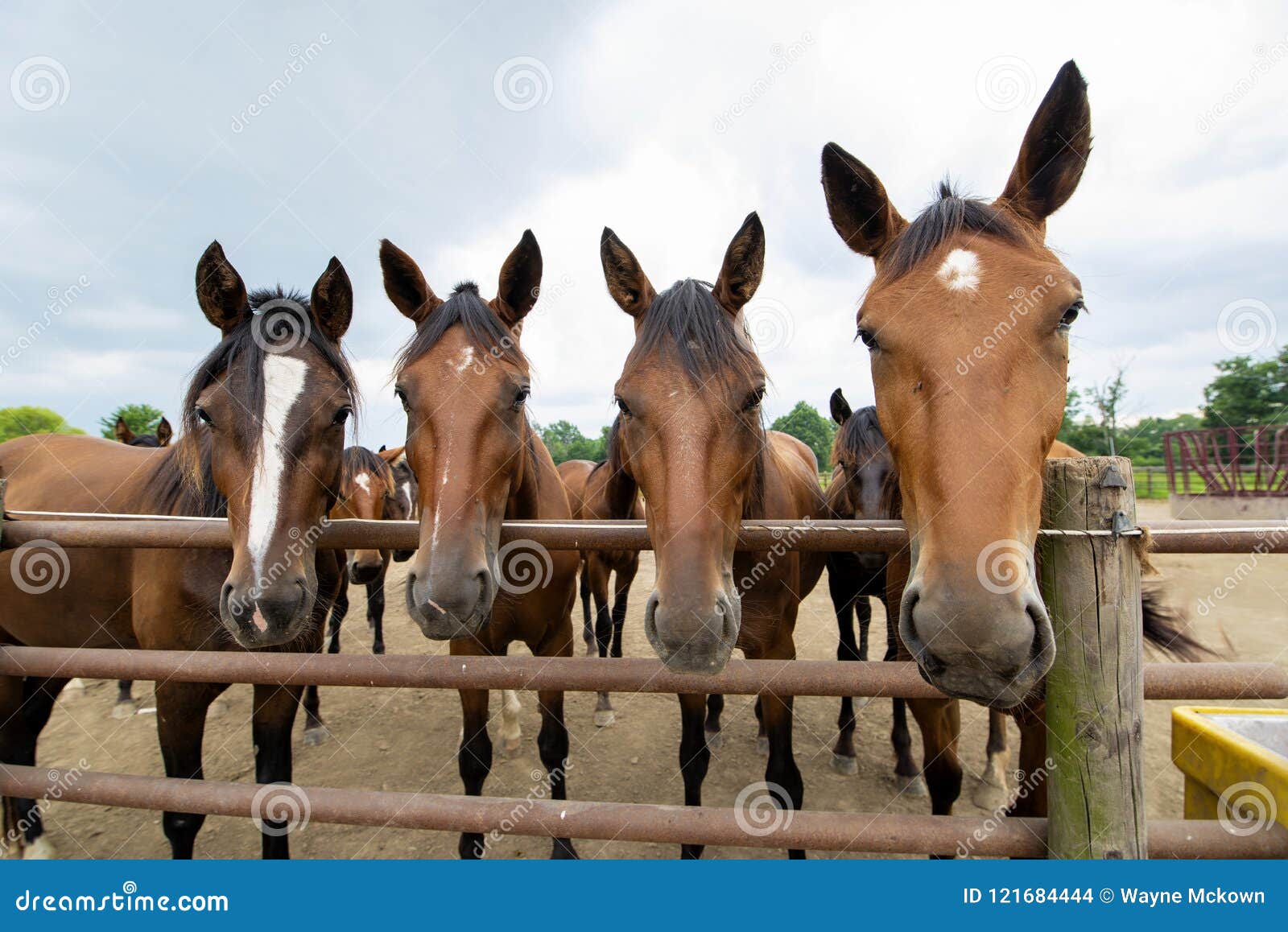 Riding horses stock photo. Image of grass, foal, breed - 121684444
