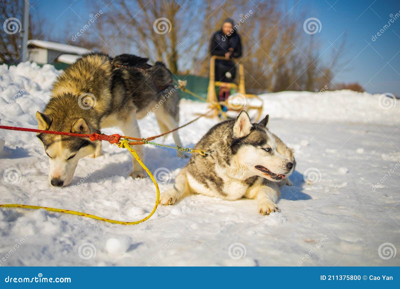 Riding Husky Sledge In Lapland Landscape Stock Image | CartoonDealer ...