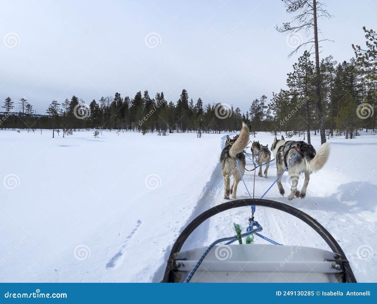 Riding Husky Sledge In Lapland Landscape Stock Image | CartoonDealer ...