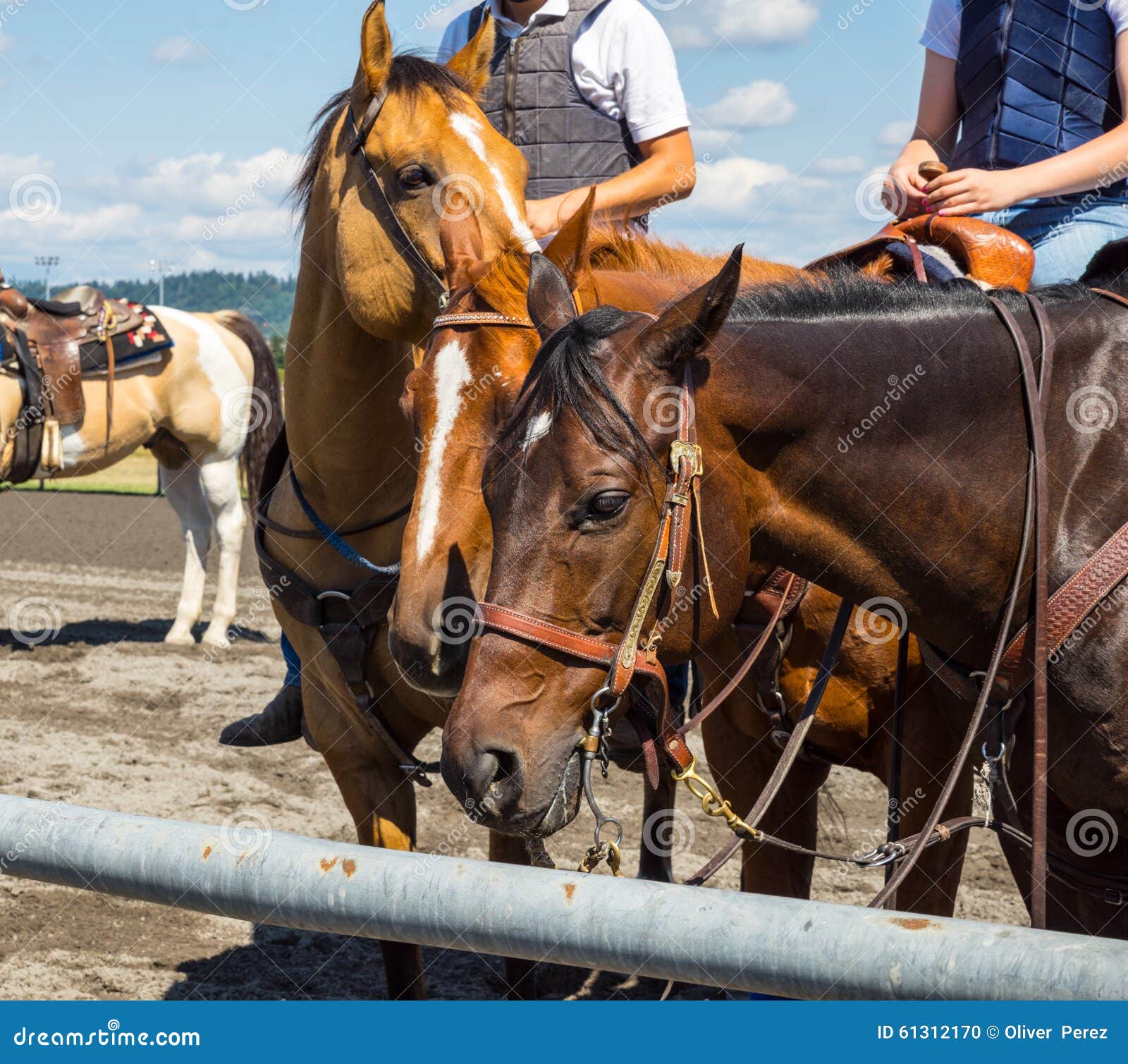 Riding saddled horses stock photo. Image of countryside - 61312170