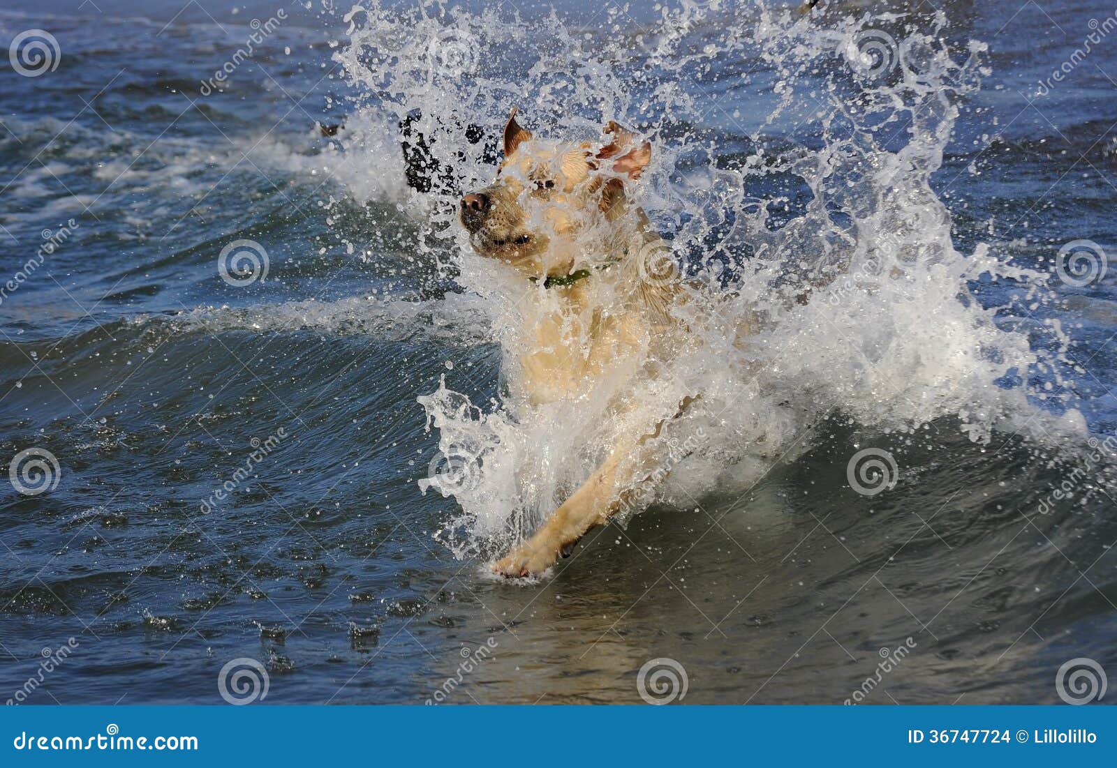 Riding the wave stock photo. Image of labrador, pedigree - 36747724