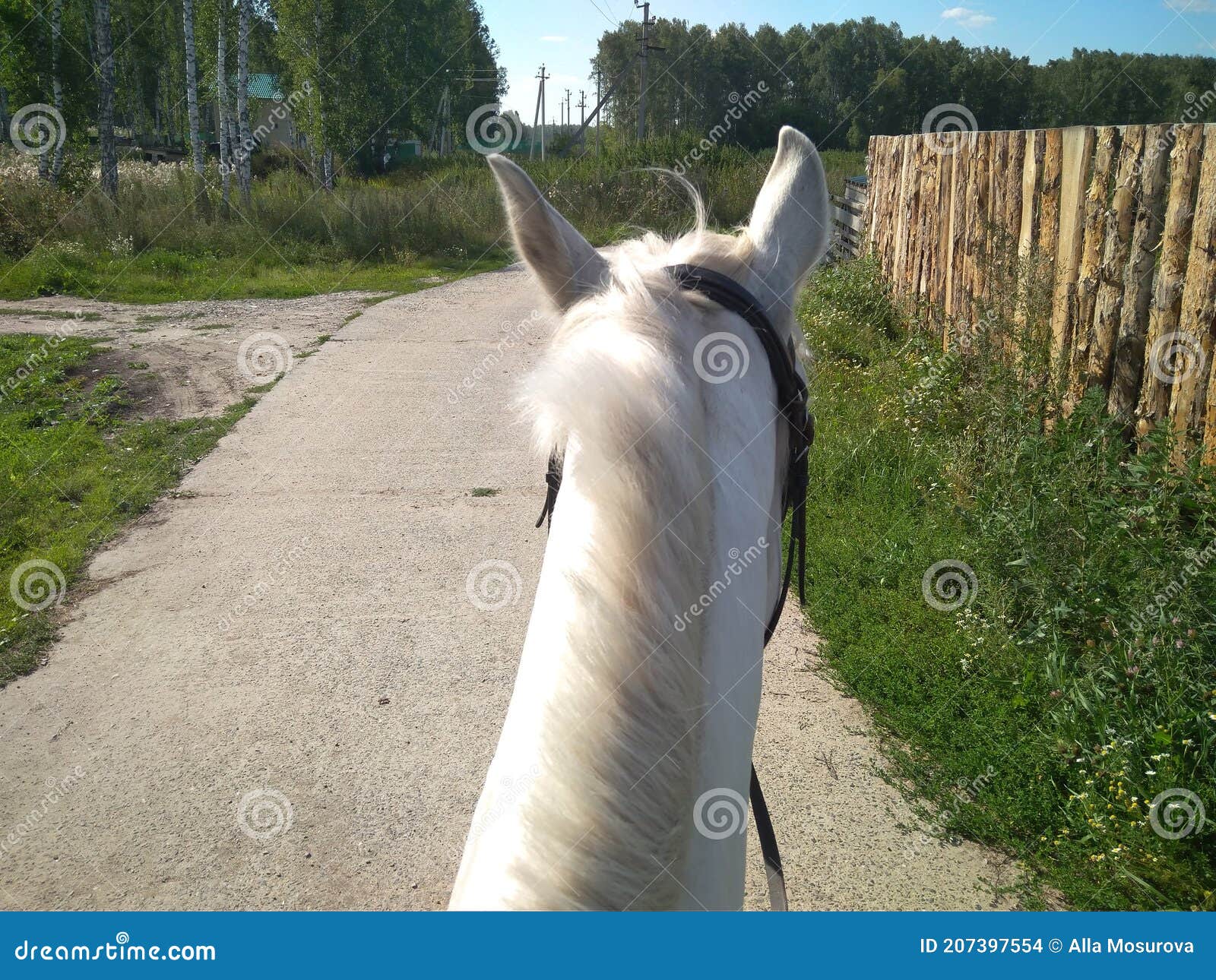 Riding a White Horse Riding on a Walk in the Forest Stock Photo - Image ...