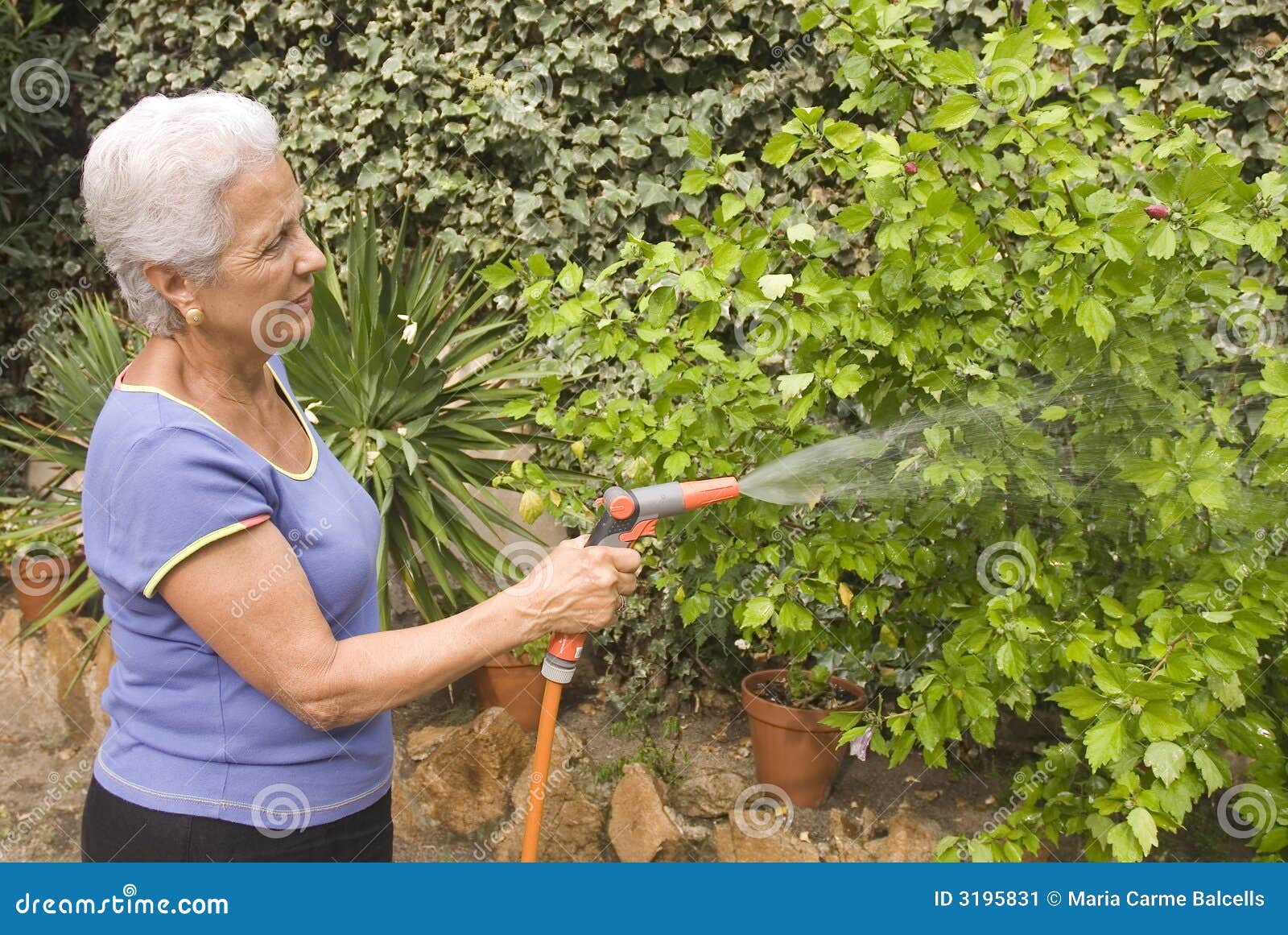 Riego de mis plantas imagen de archivo. Imagen de asimiento - 3195831