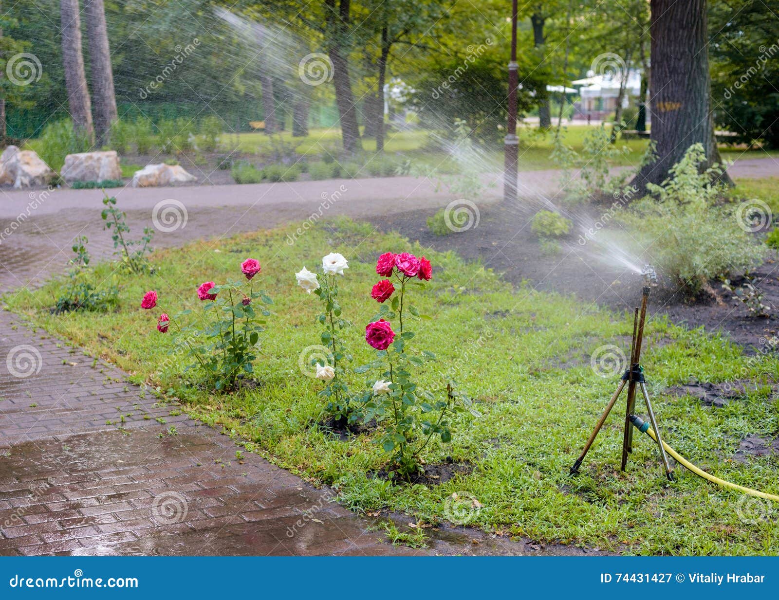 Riego de Rose arbusto imagen de archivo. Imagen de verde - 74431427