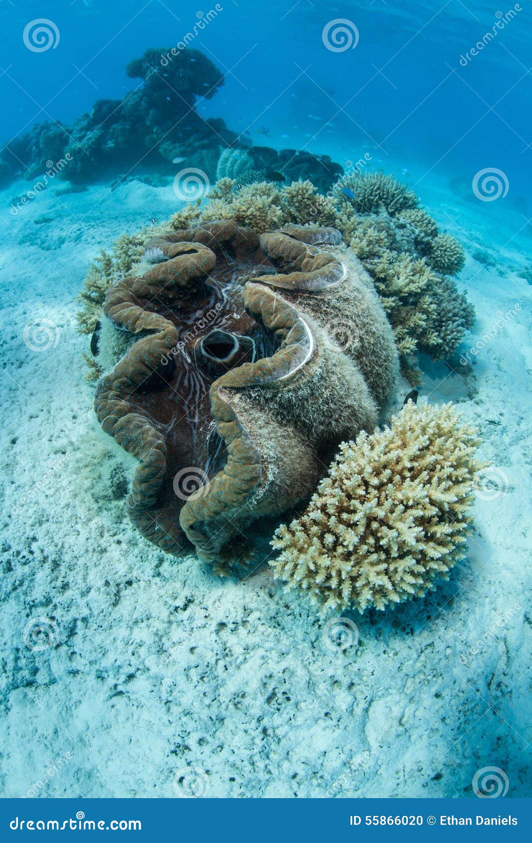 Riesenmuscheln Im Klaren Wasser Stockfoto - Bild von nave, lagune: 55866020