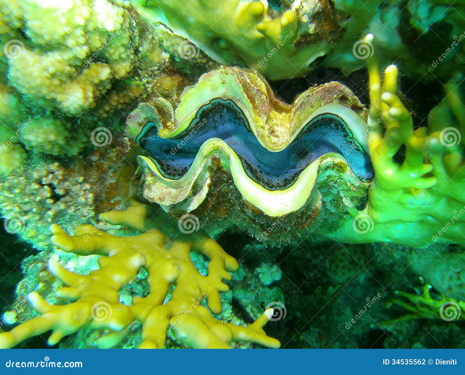 Riesenmuscheln/Tridacna Gigas Stockfoto - Bild von riesig, riff: 34535562