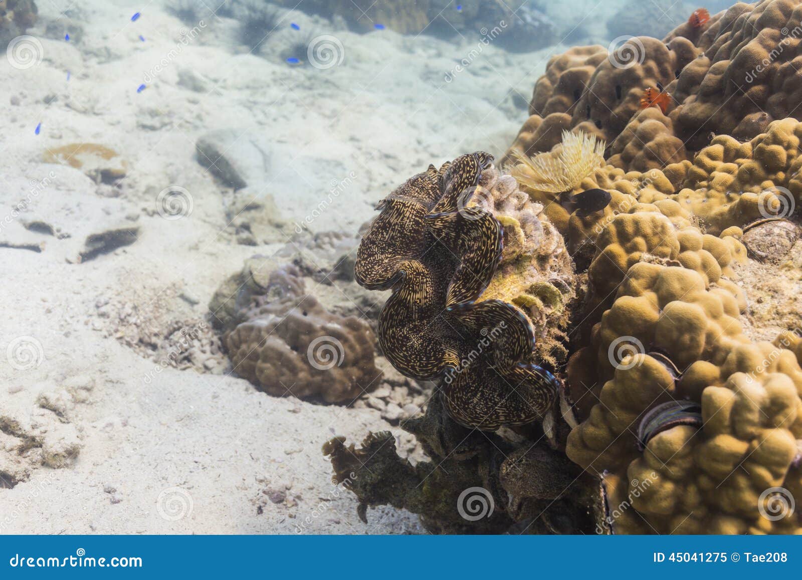 Riesenmuscheln (Tridacna Gigas) Stockbild - Bild von blau, meerblick ...
