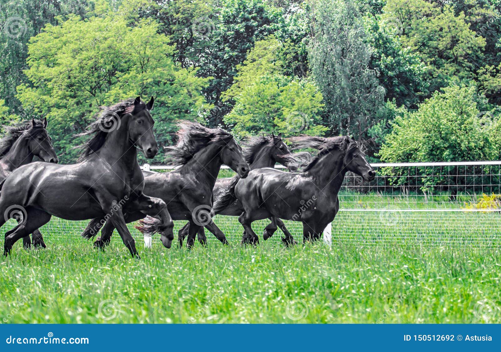 Galloping Herd of Friesian Mares Stock Photo - Image of summer, gallops ...