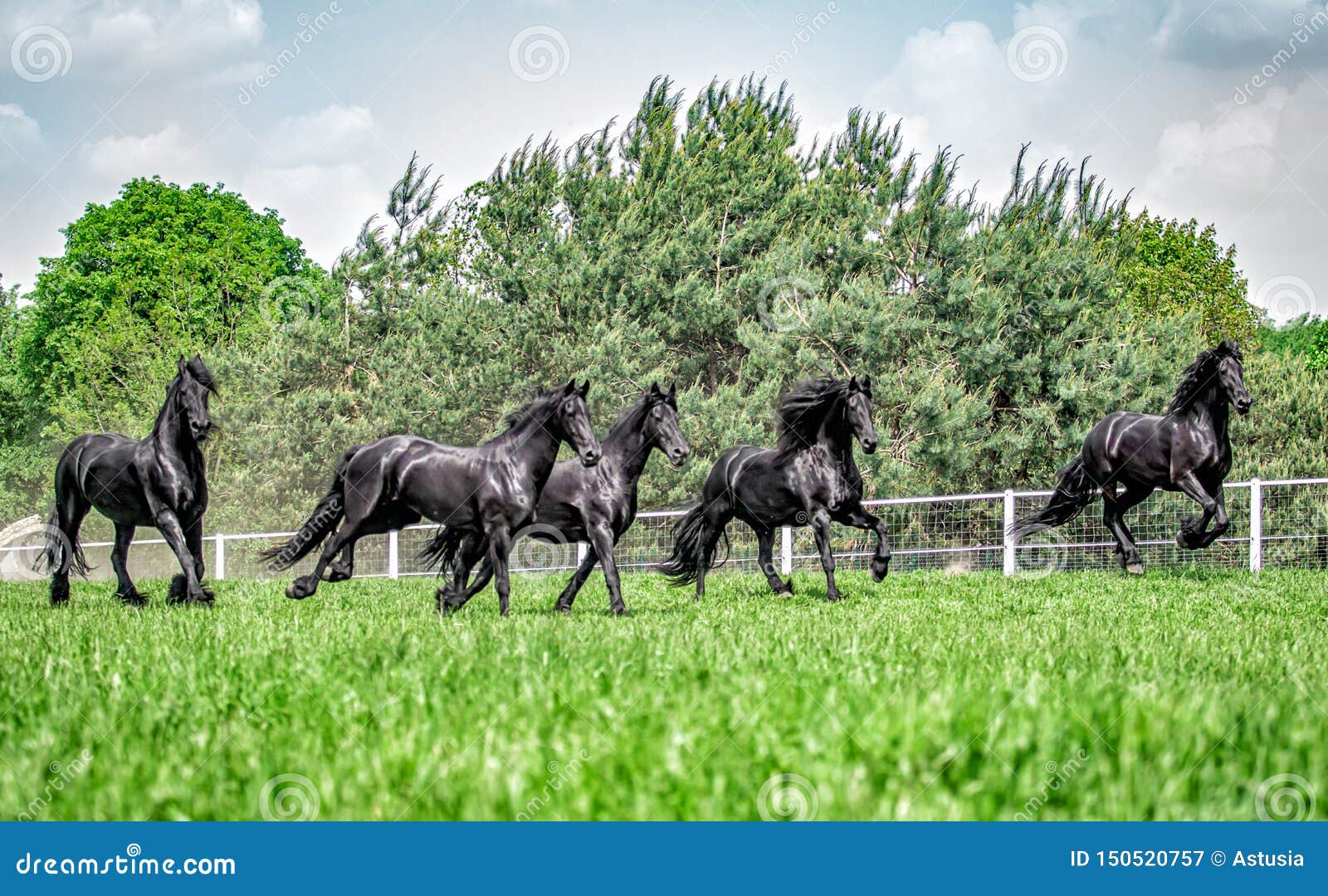 Galloping Herd of Friesian Mares Stock Image - Image of beautiful ...