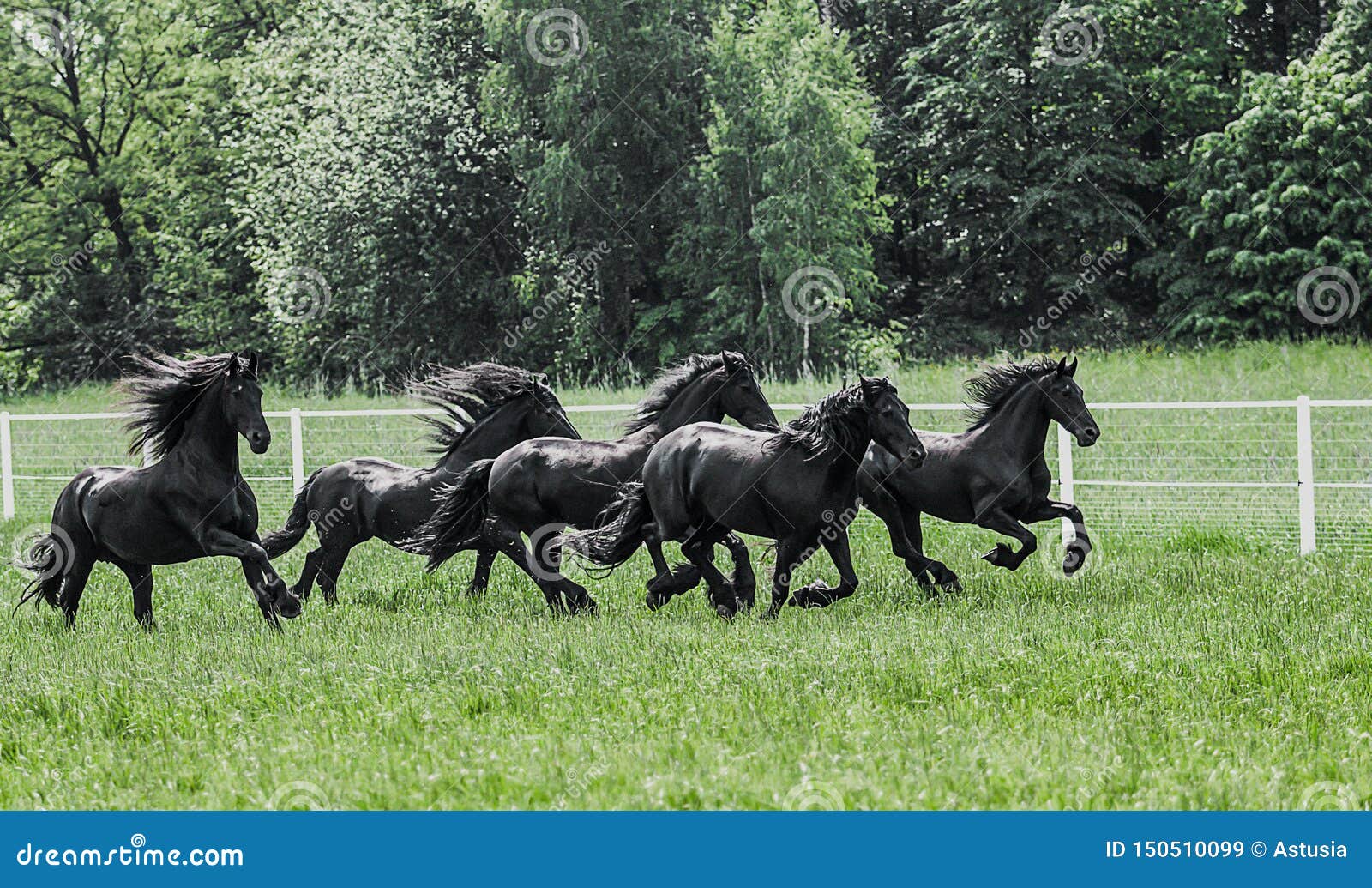Galloping Herd of Friesian Mares Stock Image - Image of green, mares ...