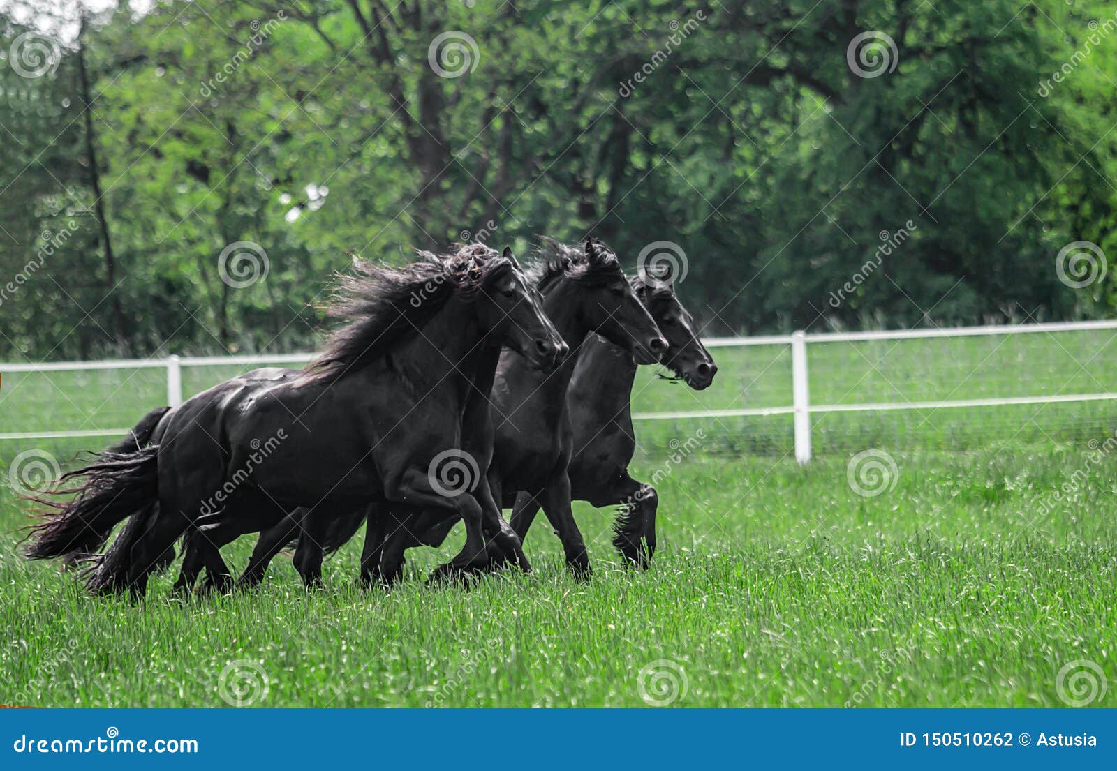 Galloping Herd of Friesian Mares Stock Photo - Image of gallop, summer ...