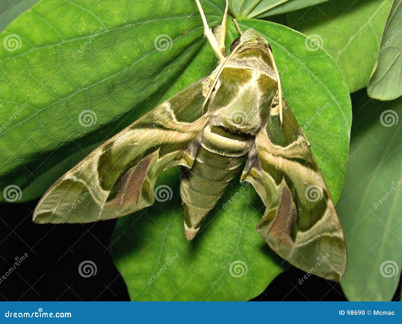Riesige Motte stockfoto. Bild von riesig, motte, basisrecheneinheit - 98690