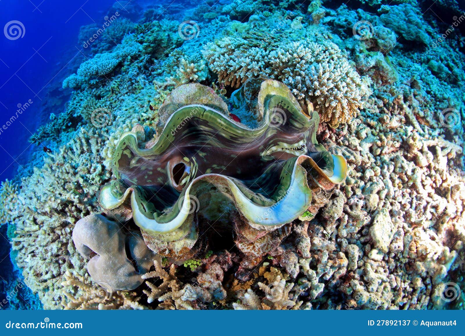 Riesige Muschel stockbild. Bild von entdeckung, miesmuschel - 27892137