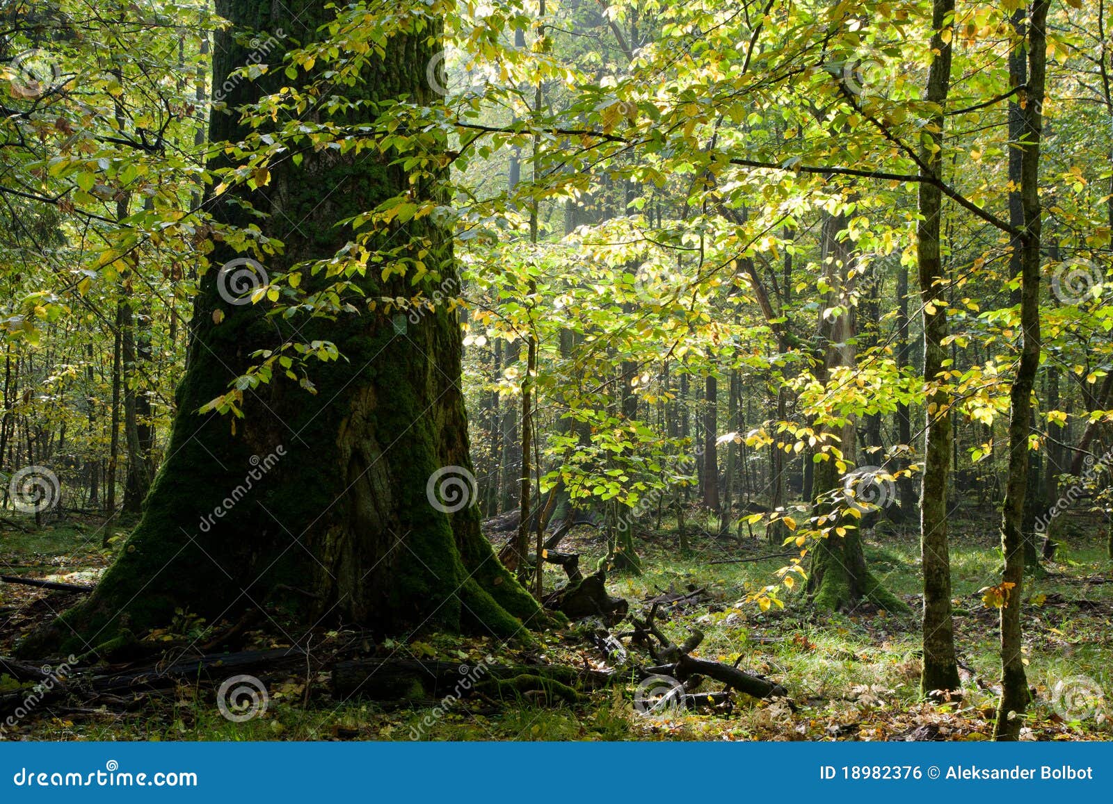 Riesiger Eichenbaum Wächst Unter Hornbeam Stockfoto - Bild von saisonal ...