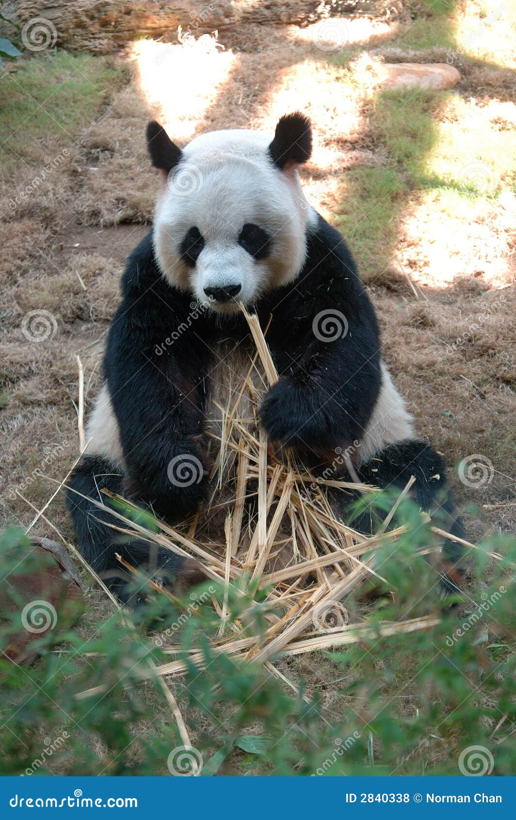 Riesiger Panda, Der Bambus Isst Stockfoto - Bild von riesig, säugetier ...