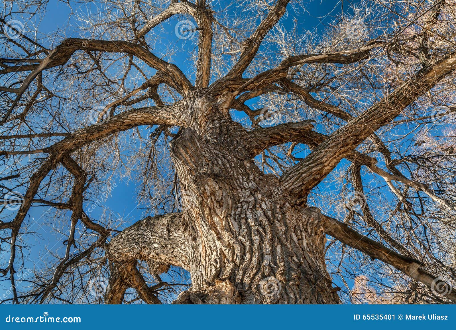 Riesiger Pappelbaum Im Winter Stockbild - Bild von kabel, winter: 65535401