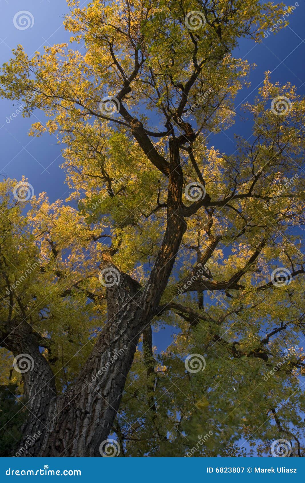 Riesiger Pappelbaum Mit Goldenen Blättern Stockbild - Bild von blatt ...