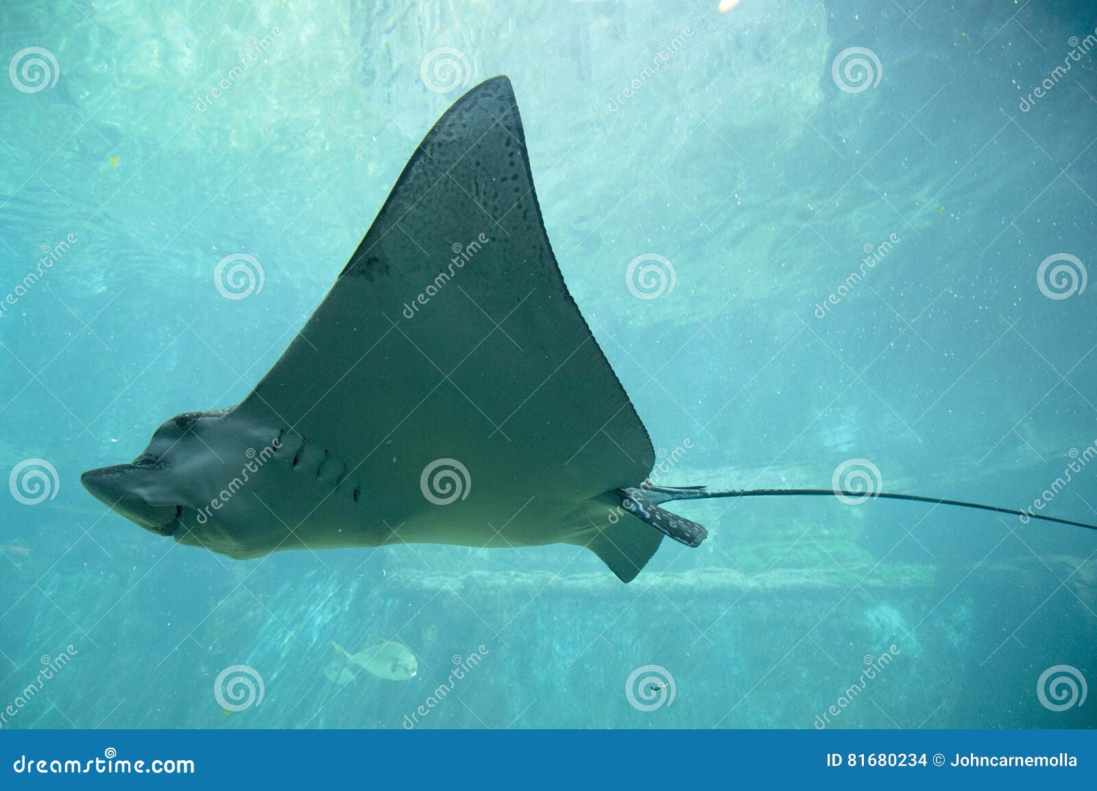 Riesiger Stechrochen stockfoto. Bild von schwimmen, süd - 81680234