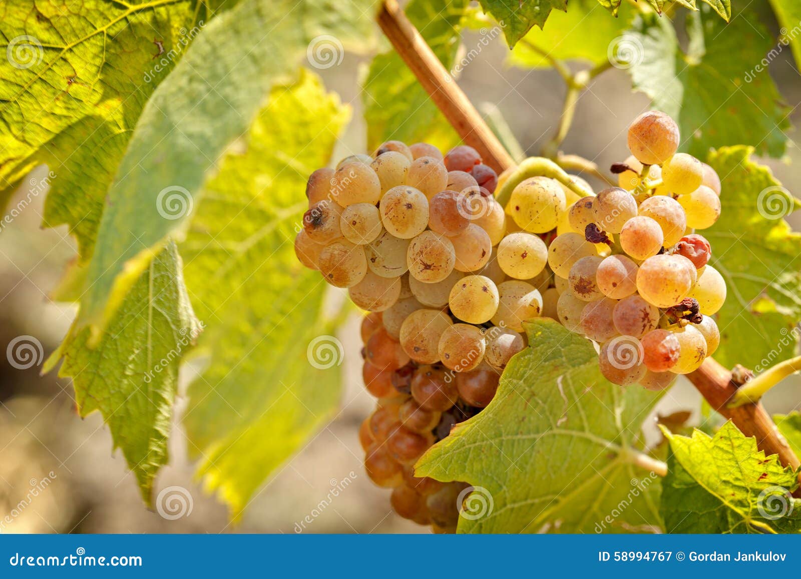 Riesling grape close -up stock image. Image of fresh - 58994767