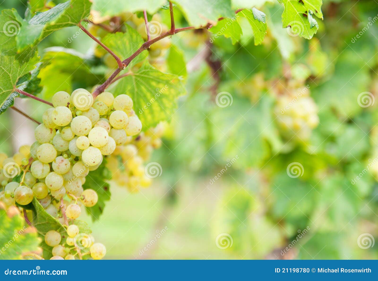 Riesling Grapes stock photo. Image of green, vineyard - 21198780