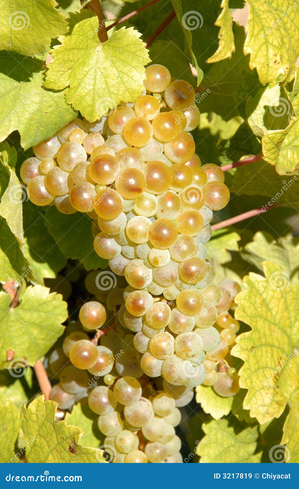 Riesling Grapes stock image. Image of mature, white, beverage - 3217819