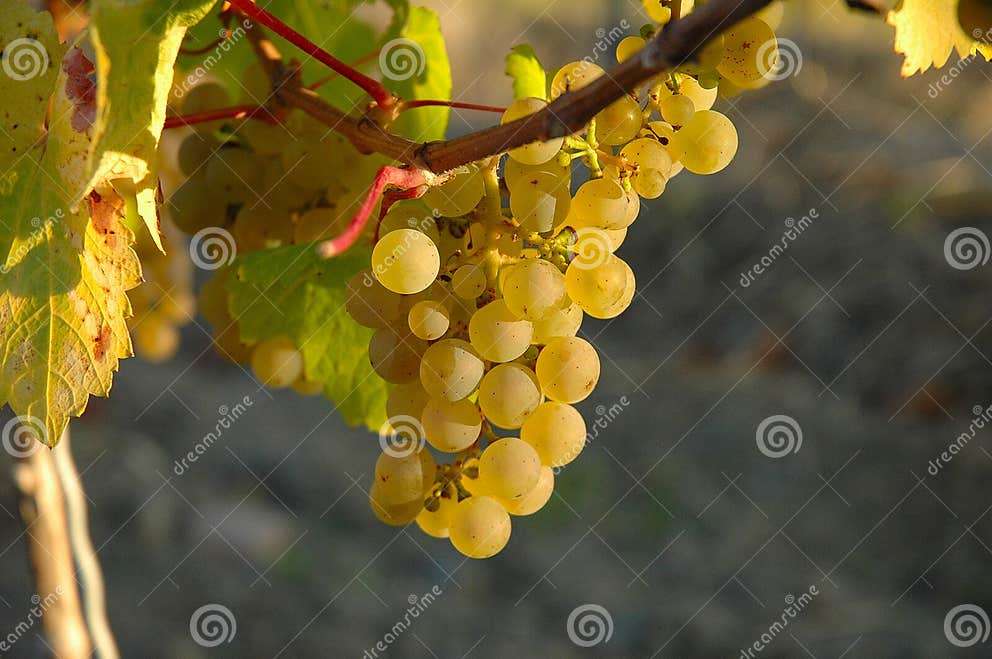 Riesling Grapes stock image. Image of countryside, closeup - 360607