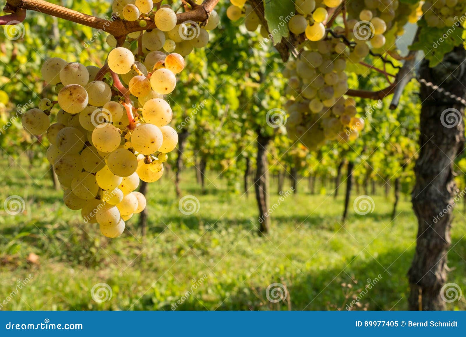 Riesling Grapes at a Grapevine Stock Image - Image of leaf, vineyard ...