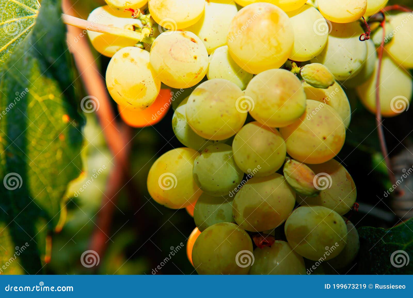 Riesling grapes growing stock image. Image of crop, growing - 199673219