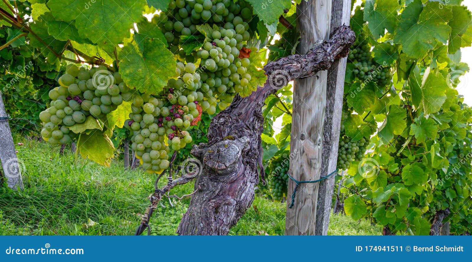 Riesling grapes at a vine stock image. Image of grow - 174941511