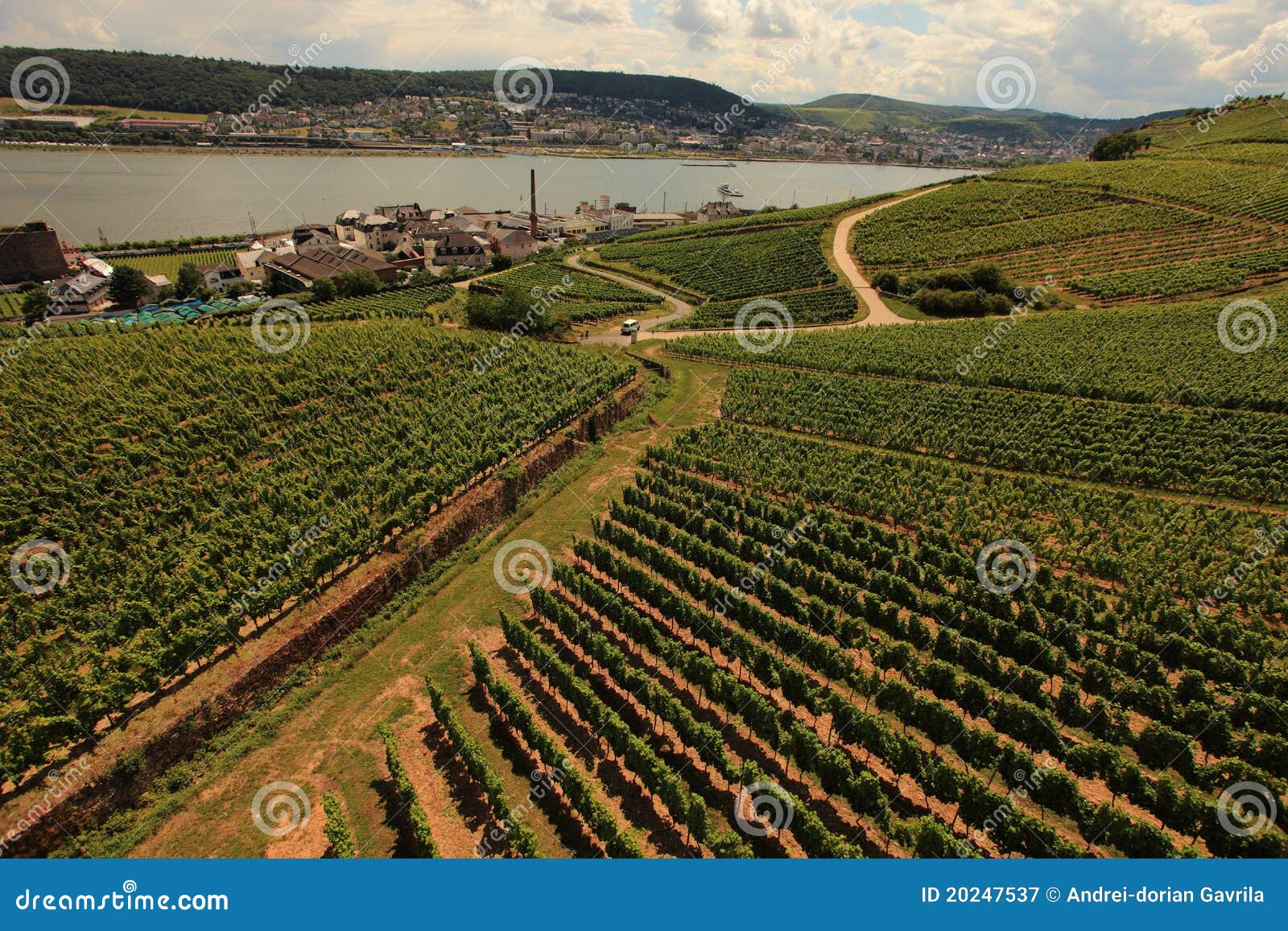 Riesling Vineyards stock image. Image of town, wine, rhein - 20247537