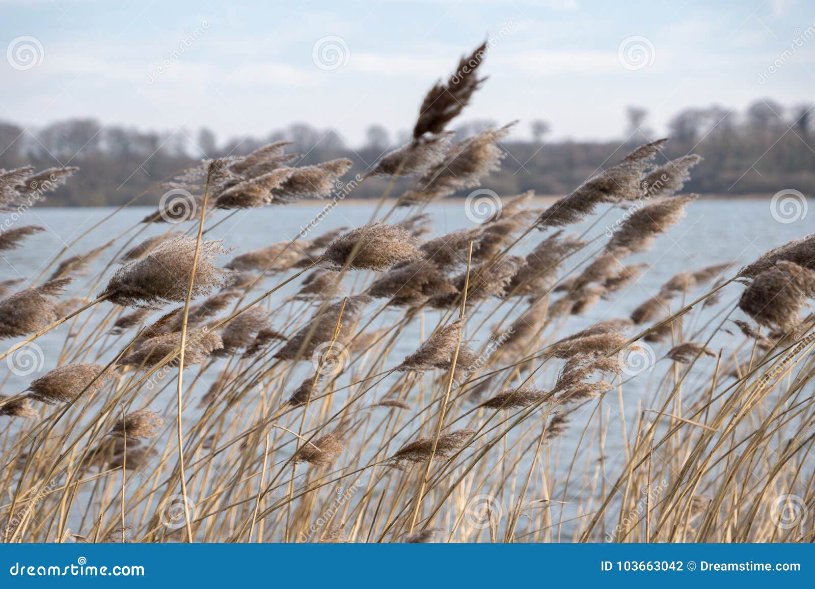 Riet stock foto. Image of hemel, lente, mooi, water - 103663042