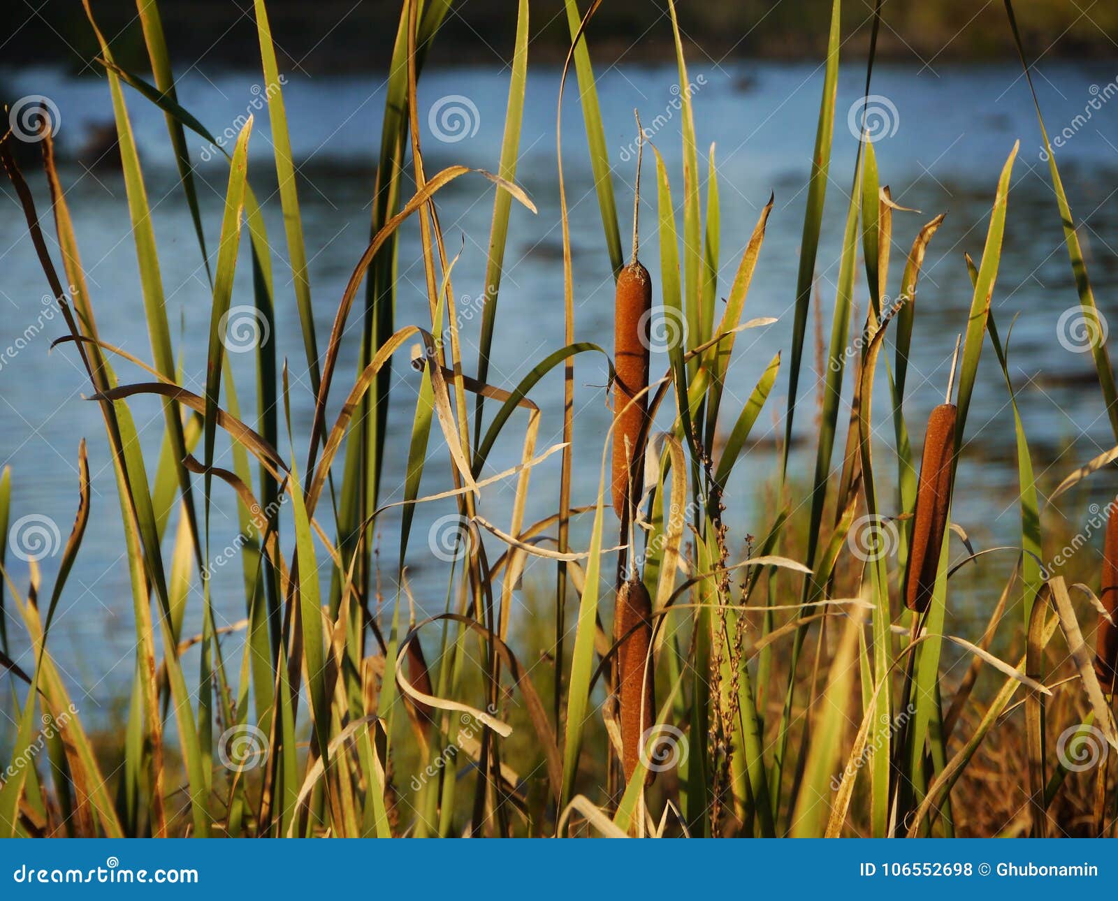 Riet stock foto. Image of sluit, botanisch, flora, rust - 106552698