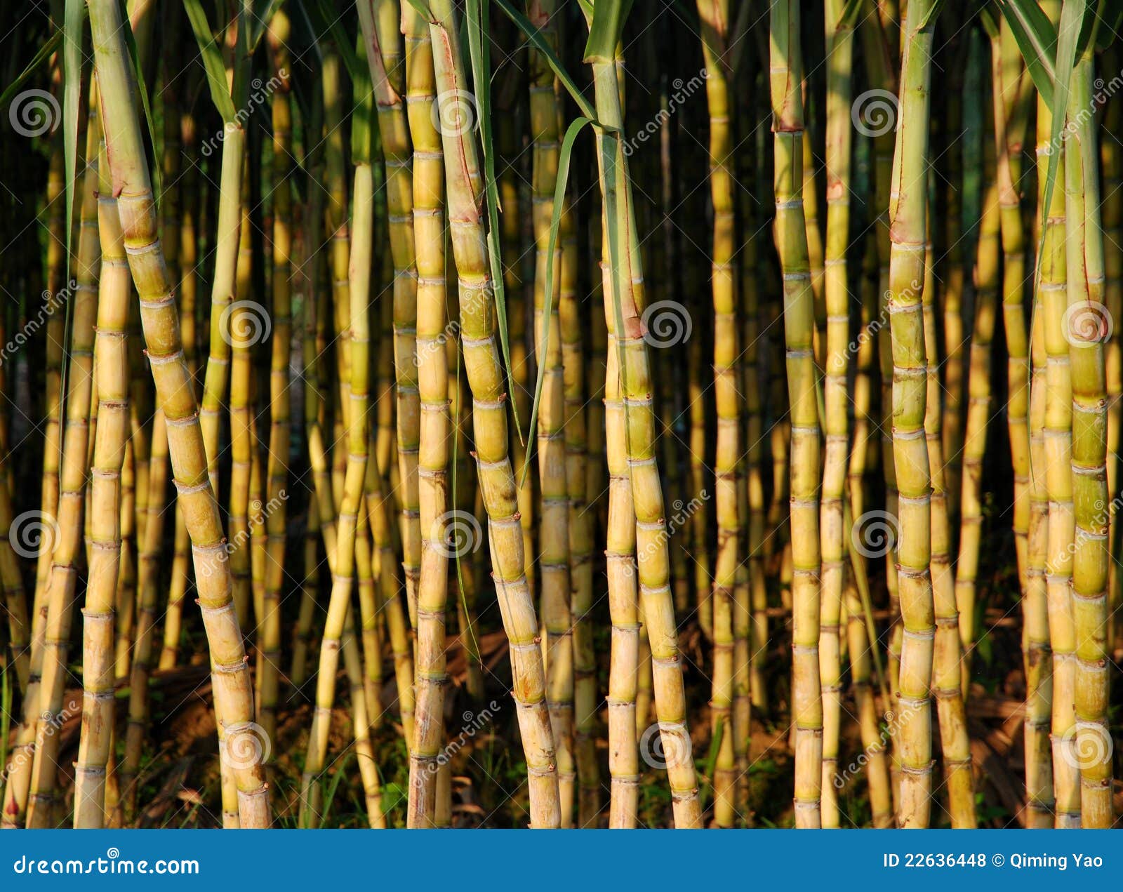 Riet stock foto. Image of installatie, vers, kleur, blad - 22636448