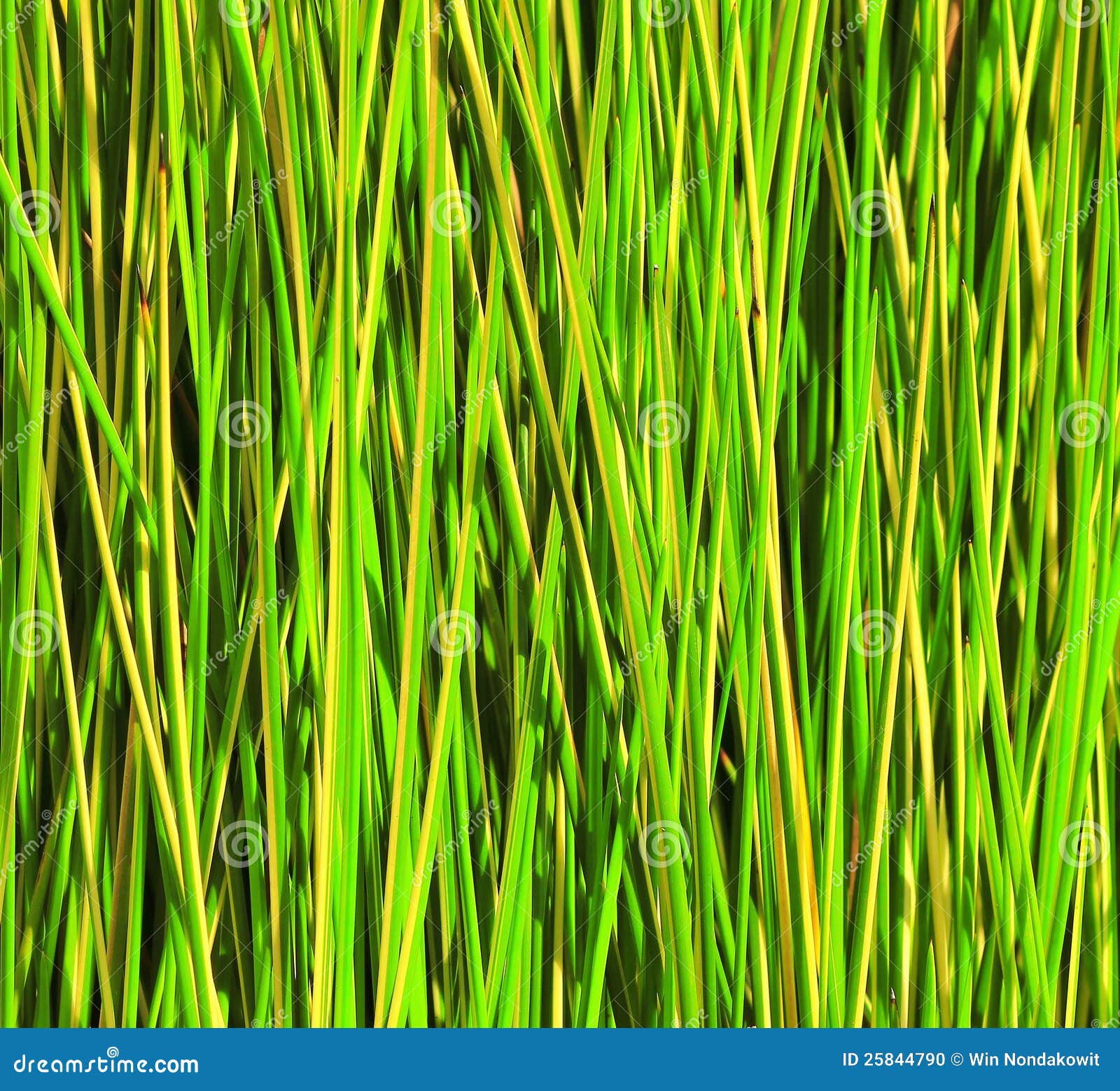 Riet stock foto. Image of gras, tuinieren, zegge, seizoen - 25844790
