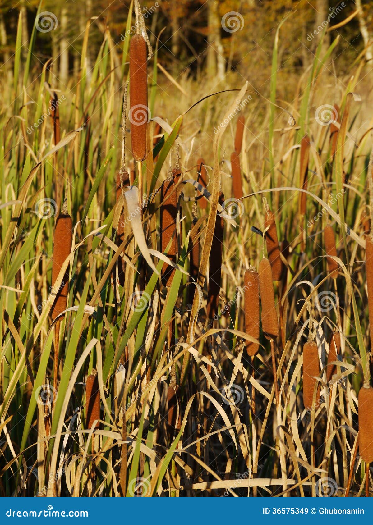 Riet stock afbeelding. Image of flora, riet, bies, tafereel - 36575349