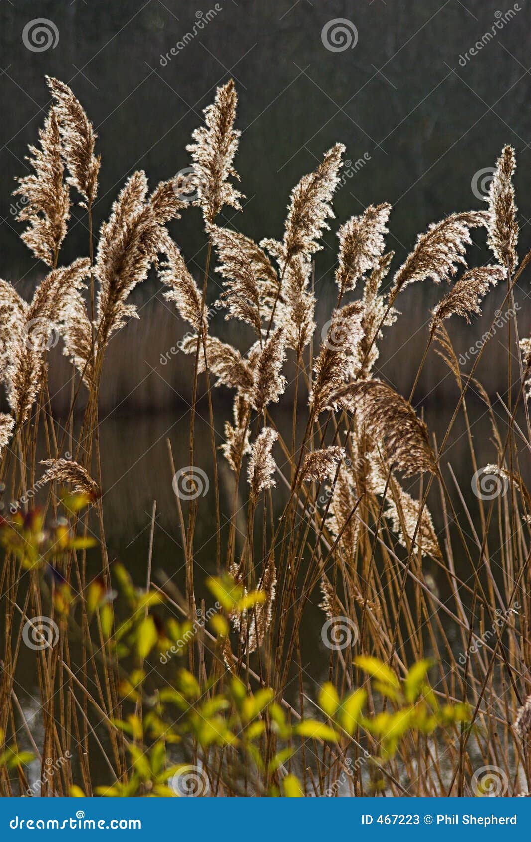 Riet stock afbeelding. Image of ontspanning, angstig, meer - 467223