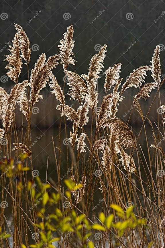 Riet stock afbeelding. Image of ontspanning, angstig, meer - 467223