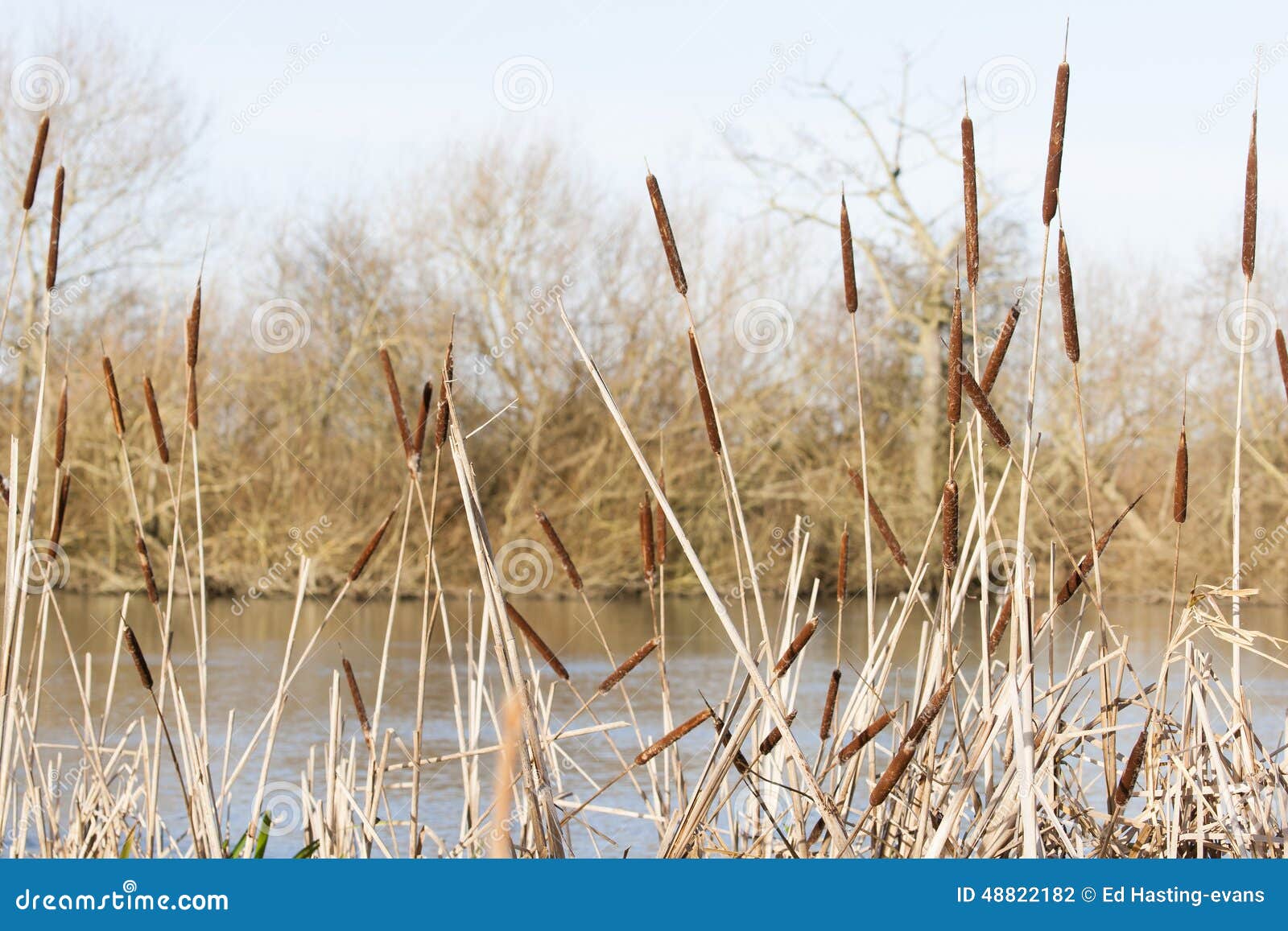 Riet stock foto. Image of rots, groen, concepten, installaties - 48822182