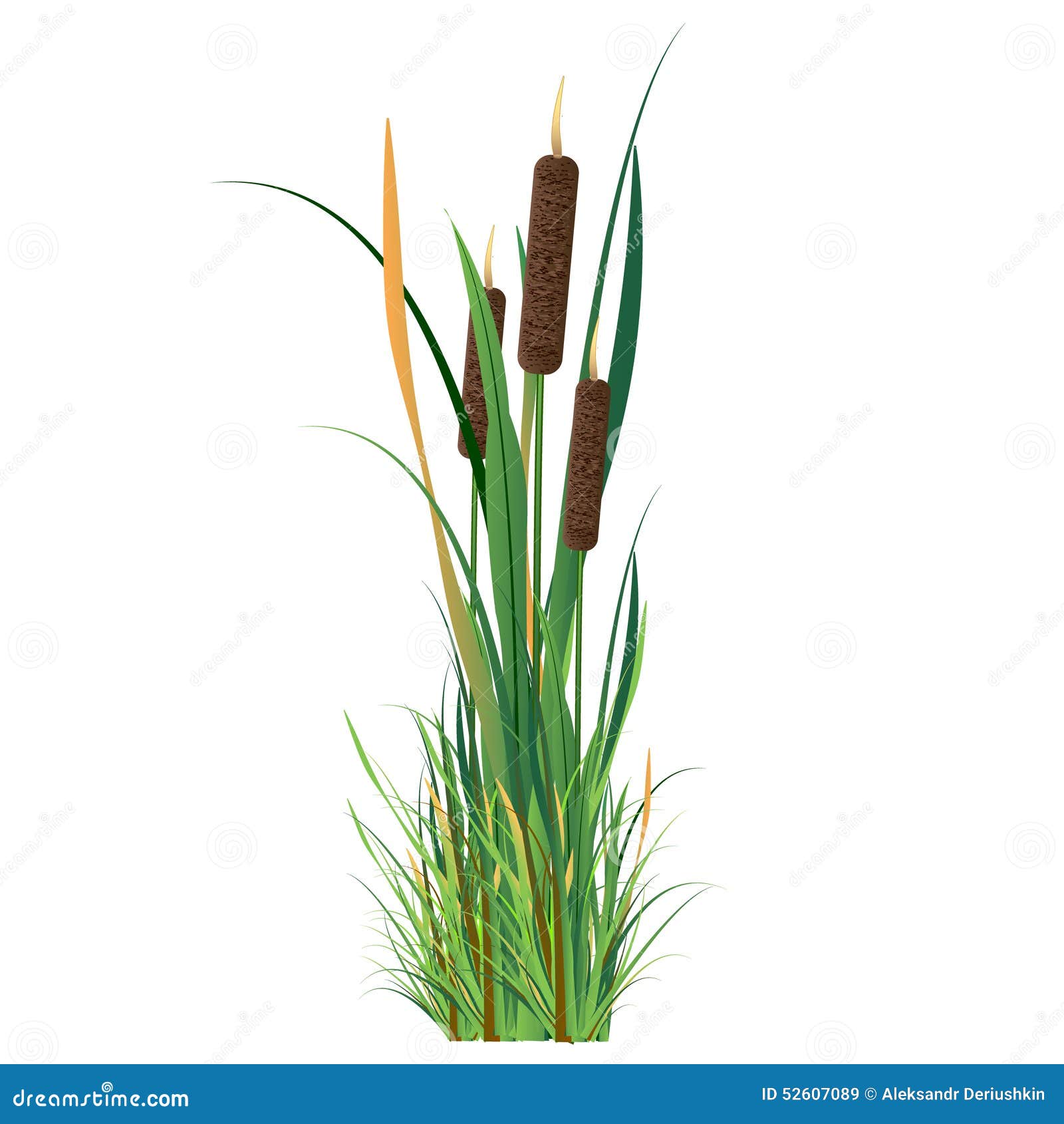 Riet vector illustratie. Illustration of botanisch, meer - 52607089