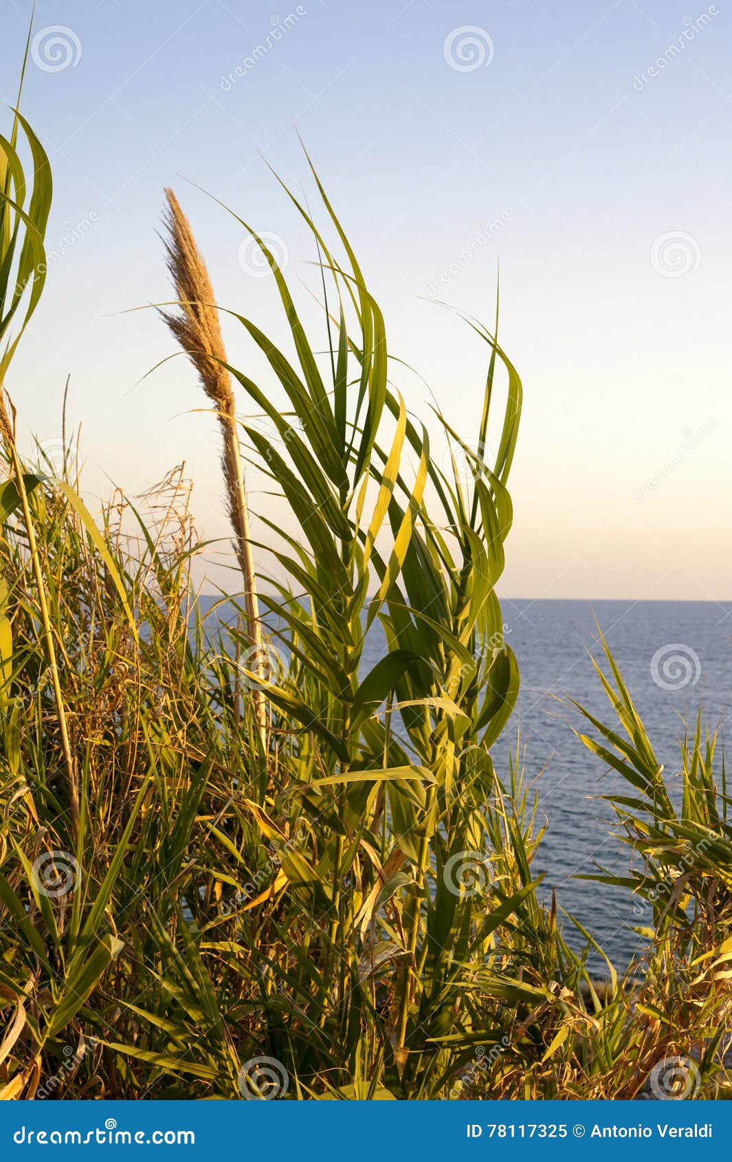 Riet stock afbeelding. Image of soort, stelen, suikerriet - 78117325